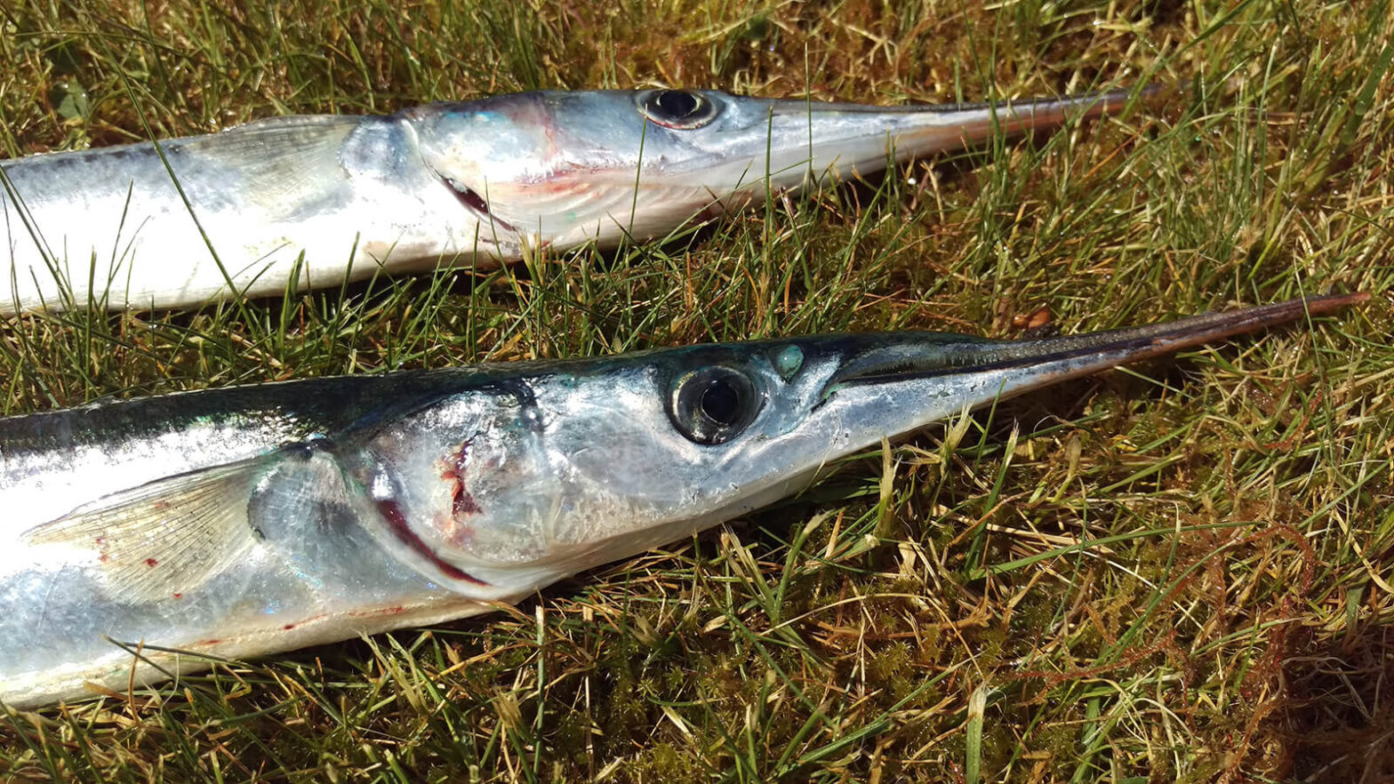 Hornfiskeri i Limfjorden - her kan du fange hornfisk